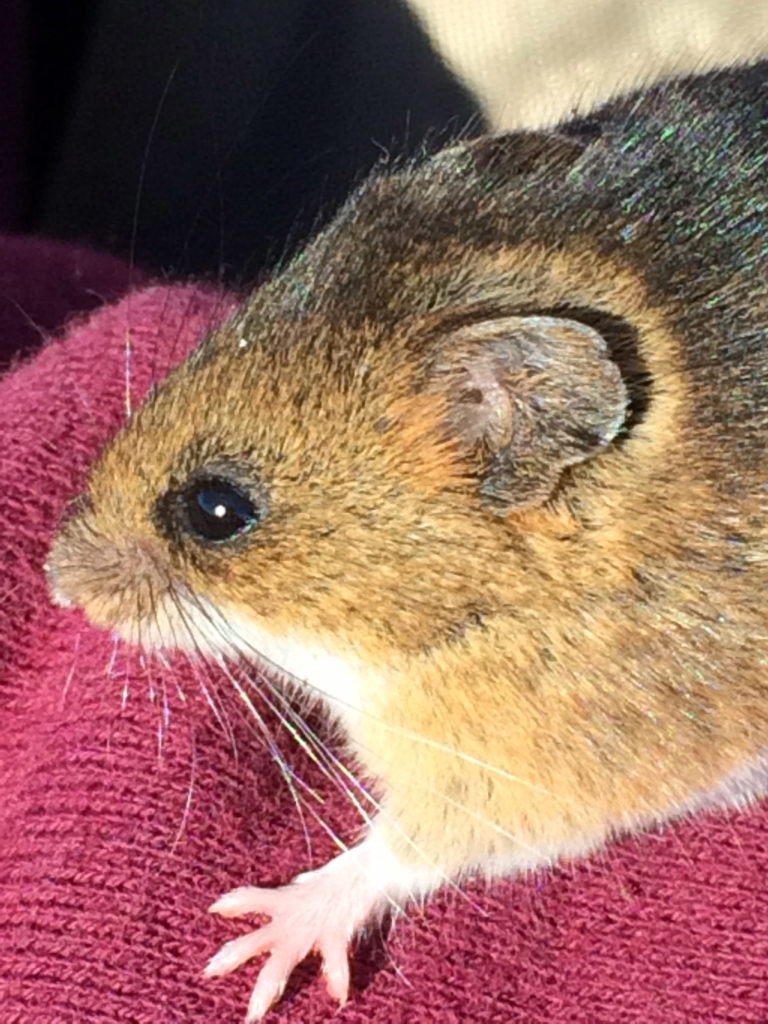 Incredible Field Visit – Salt Marsh Harvest Mouse Habitat – Colette ...
